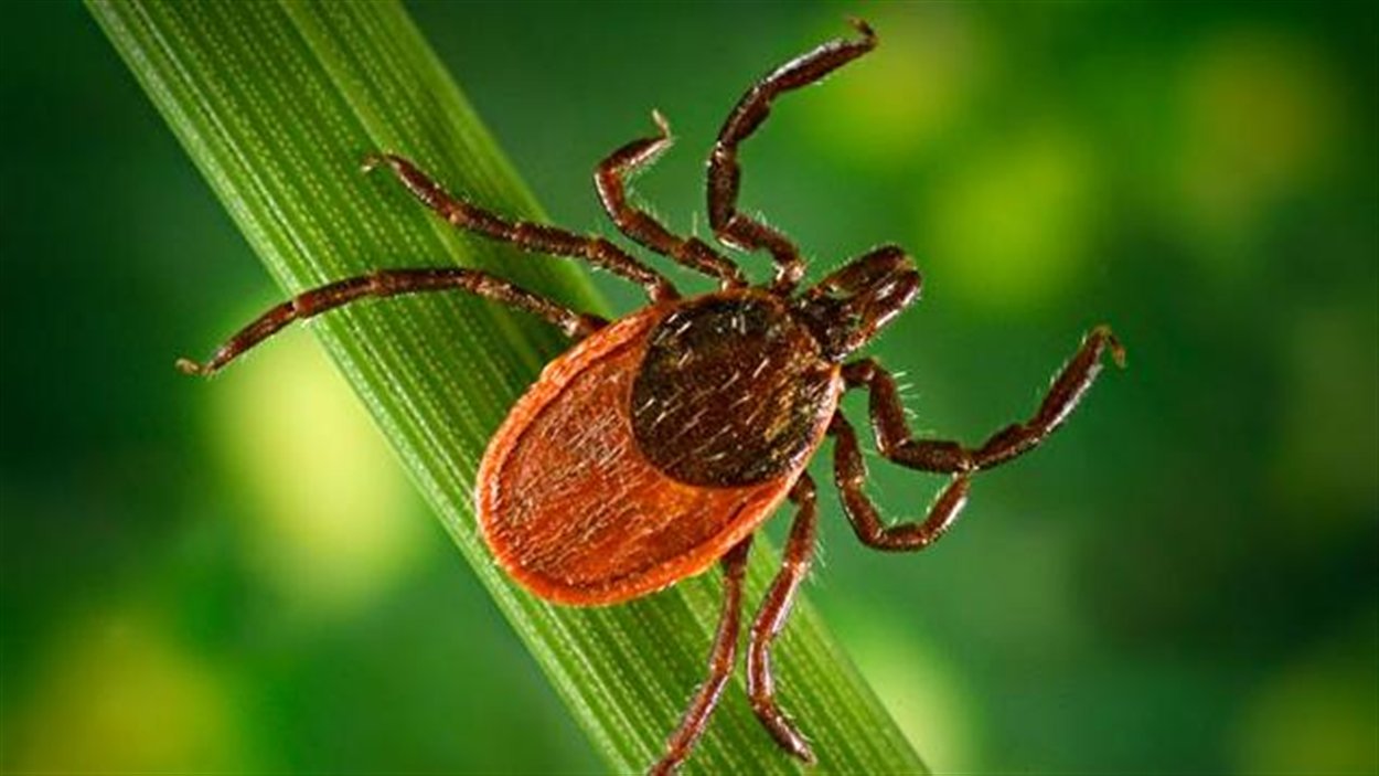 Extermination de Tiques sur la Rive-Sud de Montréal | APSM ...